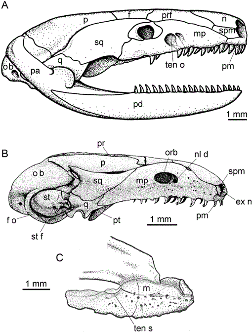 Anatomy of Eocaecilia Micropodia, A Limbed Caecilian of the Early Jurassic
