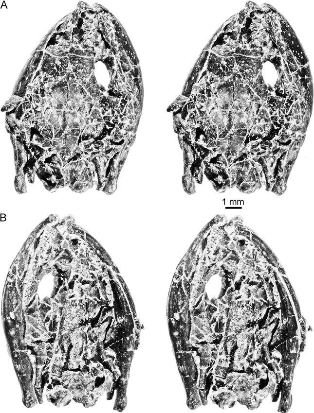 Anatomy of Eocaecilia Micropodia, A Limbed Caecilian of the Early Jurassic