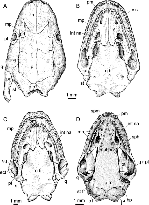 Anatomy of Eocaecilia Micropodia, A Limbed Caecilian of the Early Jurassic