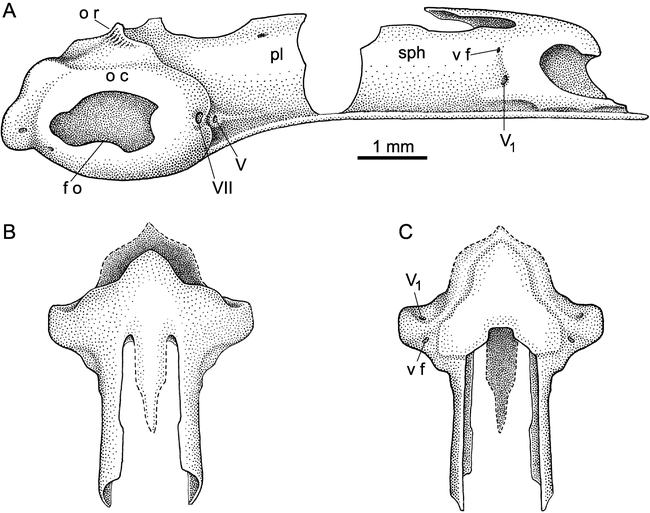 Anatomy of Eocaecilia Micropodia, A Limbed Caecilian of the Early Jurassic