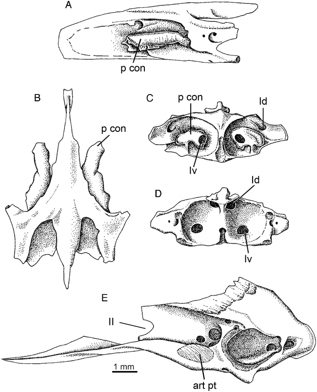 Anatomy of Eocaecilia Micropodia, A Limbed Caecilian of the Early Jurassic