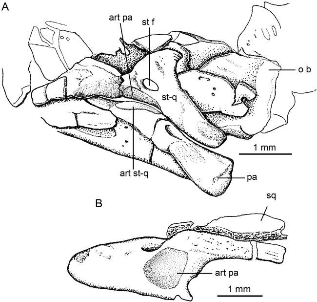 Anatomy of Eocaecilia Micropodia, A Limbed Caecilian of the Early Jurassic