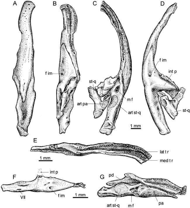 Anatomy of Eocaecilia Micropodia, A Limbed Caecilian of the Early Jurassic