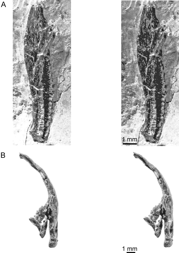 Anatomy of Eocaecilia Micropodia, A Limbed Caecilian of the Early Jurassic