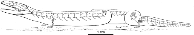 Anatomy of Eocaecilia Micropodia, A Limbed Caecilian of the Early Jurassic