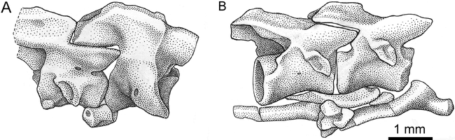 Anatomy of Eocaecilia Micropodia, A Limbed Caecilian of the Early Jurassic