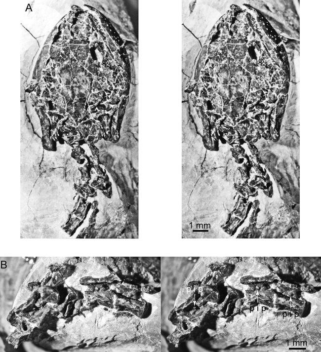 Anatomy of Eocaecilia Micropodia, A Limbed Caecilian of the Early Jurassic