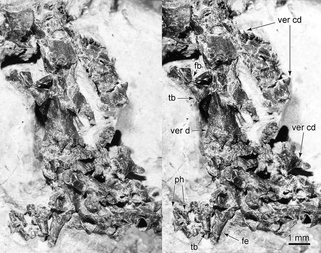 Anatomy of Eocaecilia Micropodia, A Limbed Caecilian of the Early Jurassic