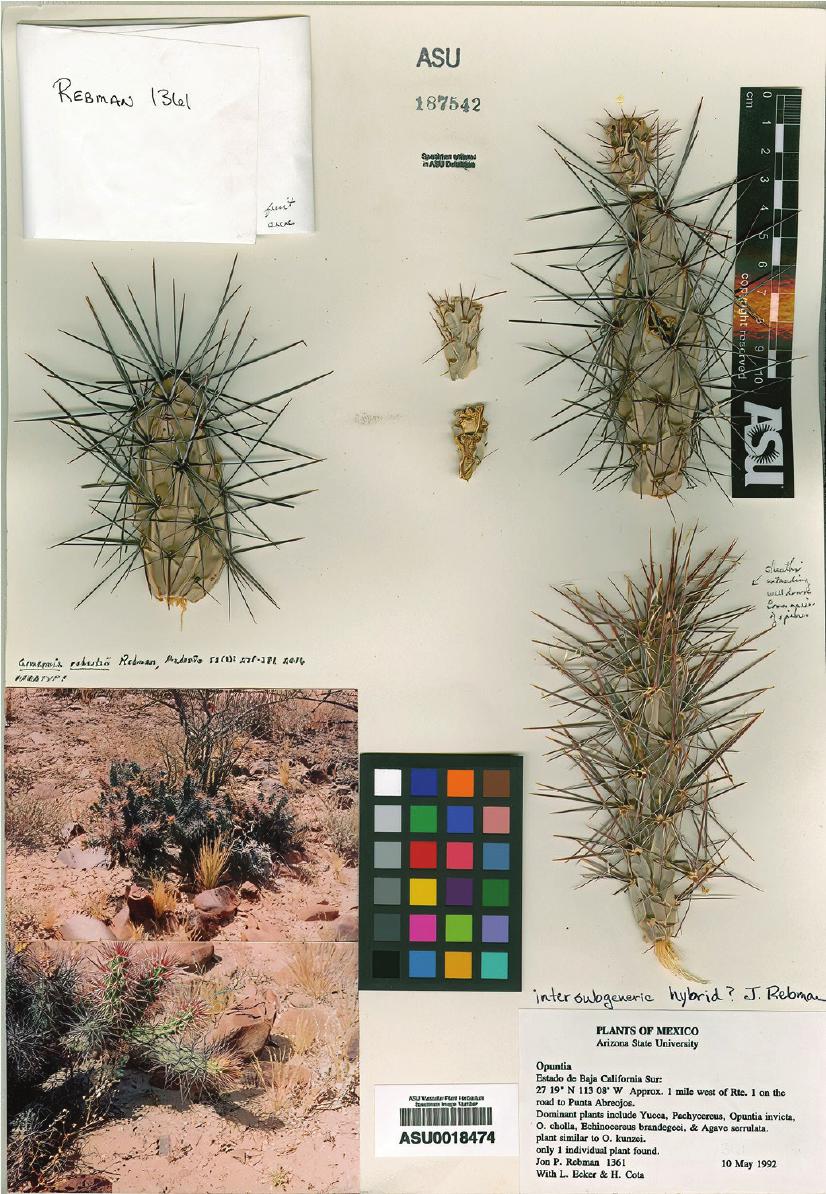 ×Cylindronia, a New Nothogenus Representing the First Reported Hybrid ...