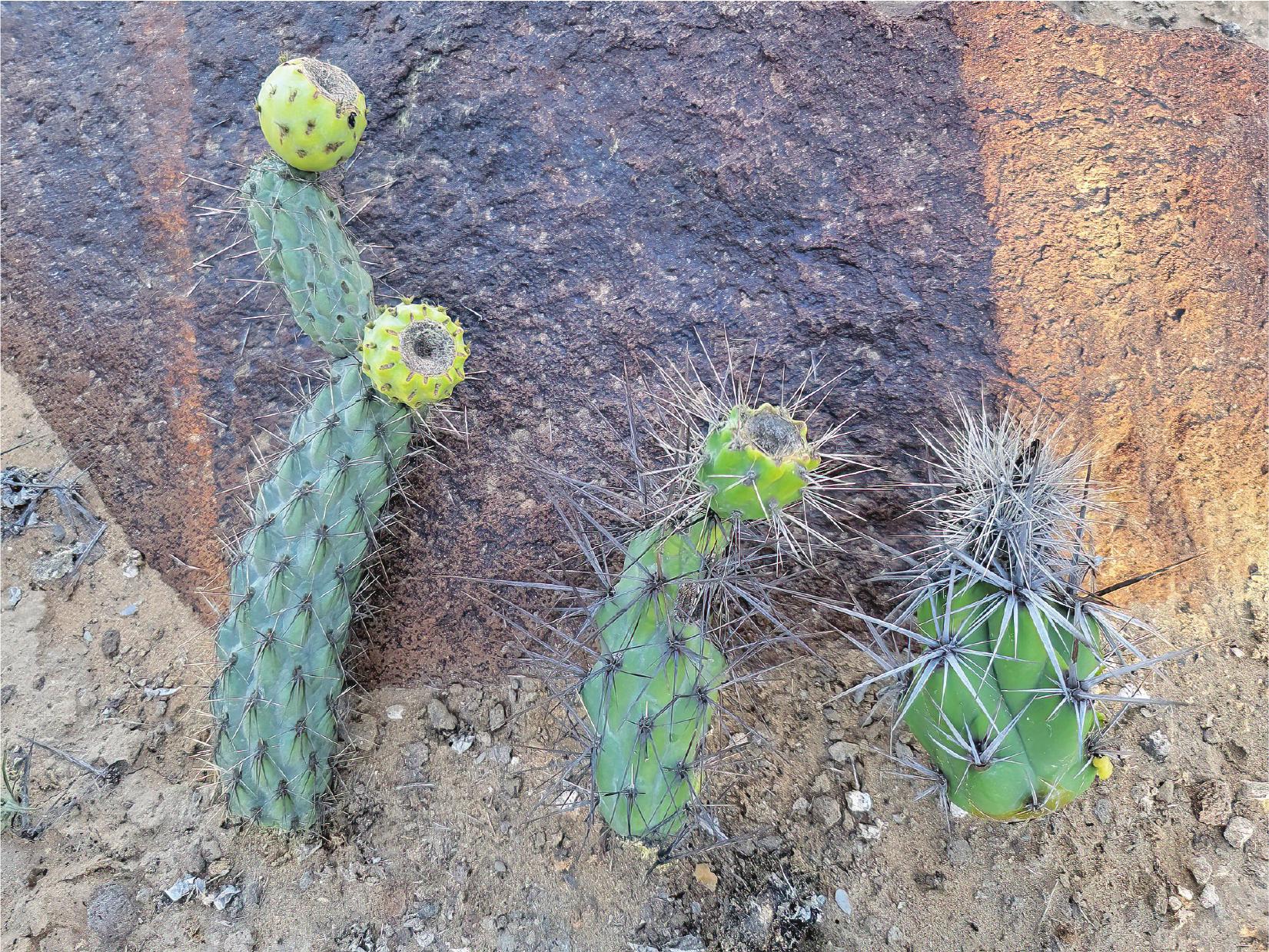 ×Cylindronia, a New Nothogenus Representing the First Reported Hybrid ...