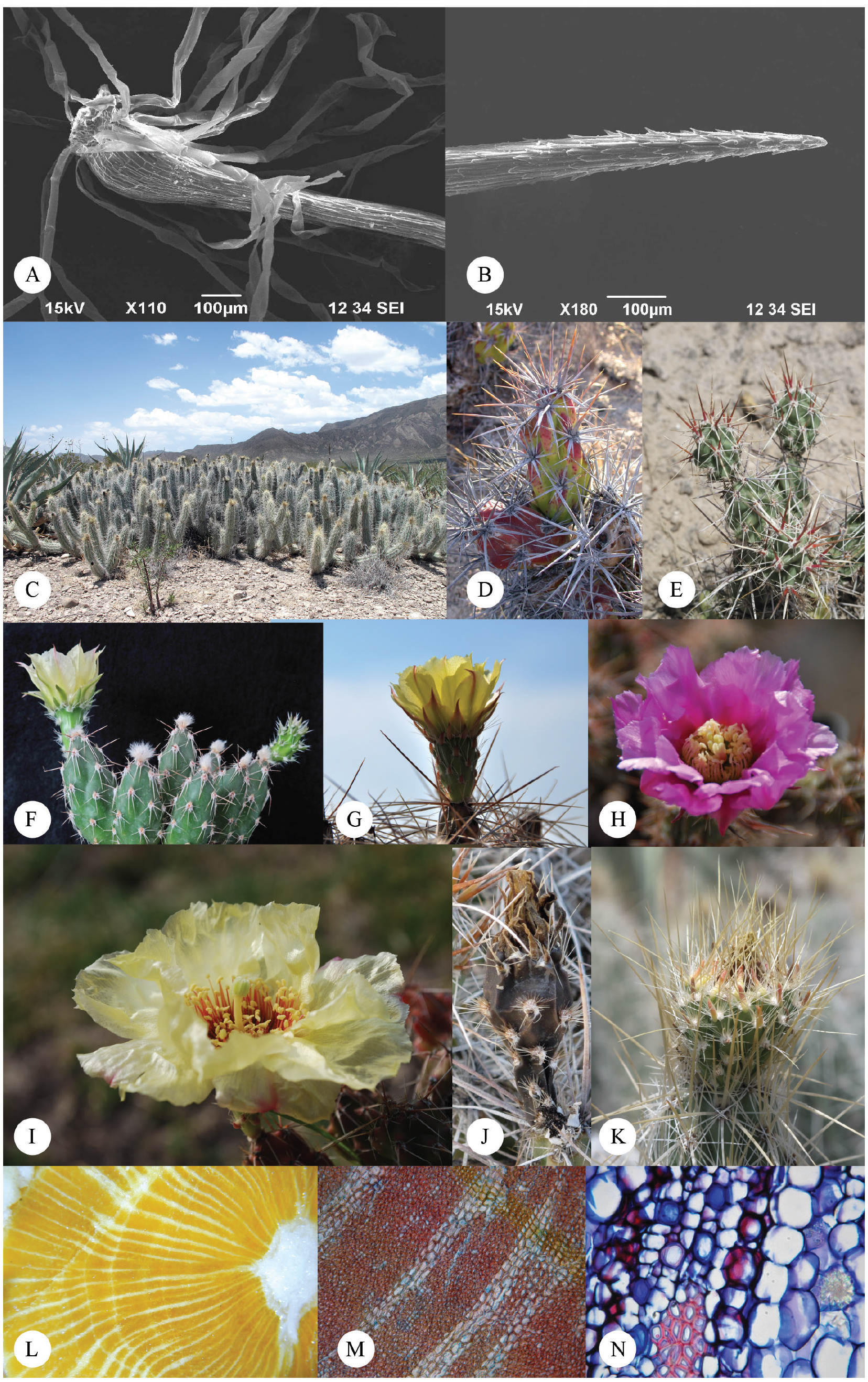 A Phylogenetic Classification of Grusonia, Opuntioideae, Cactaceae