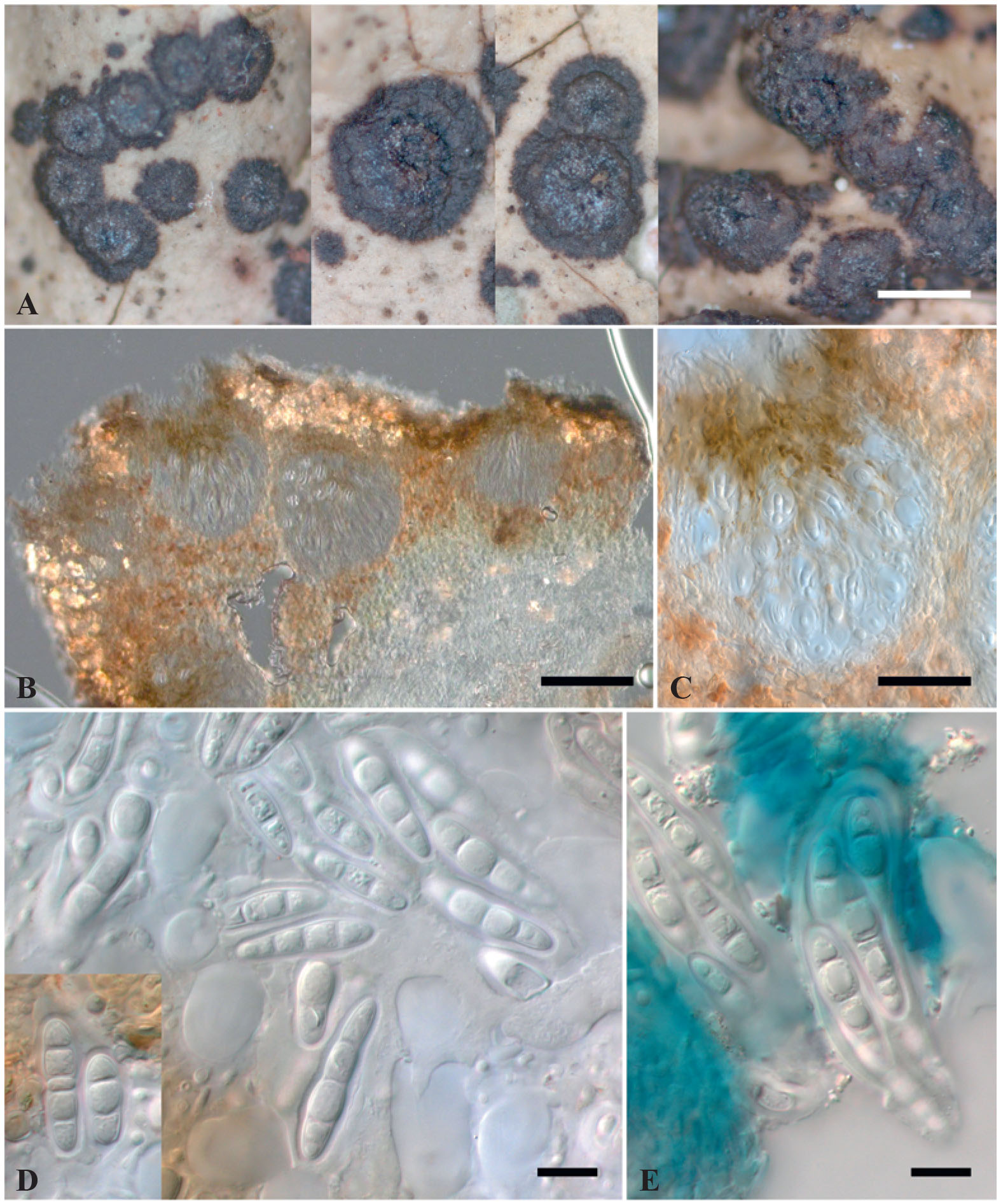 Lichenicolous Fungi from Japan and Korea: New Species, New Records and ...