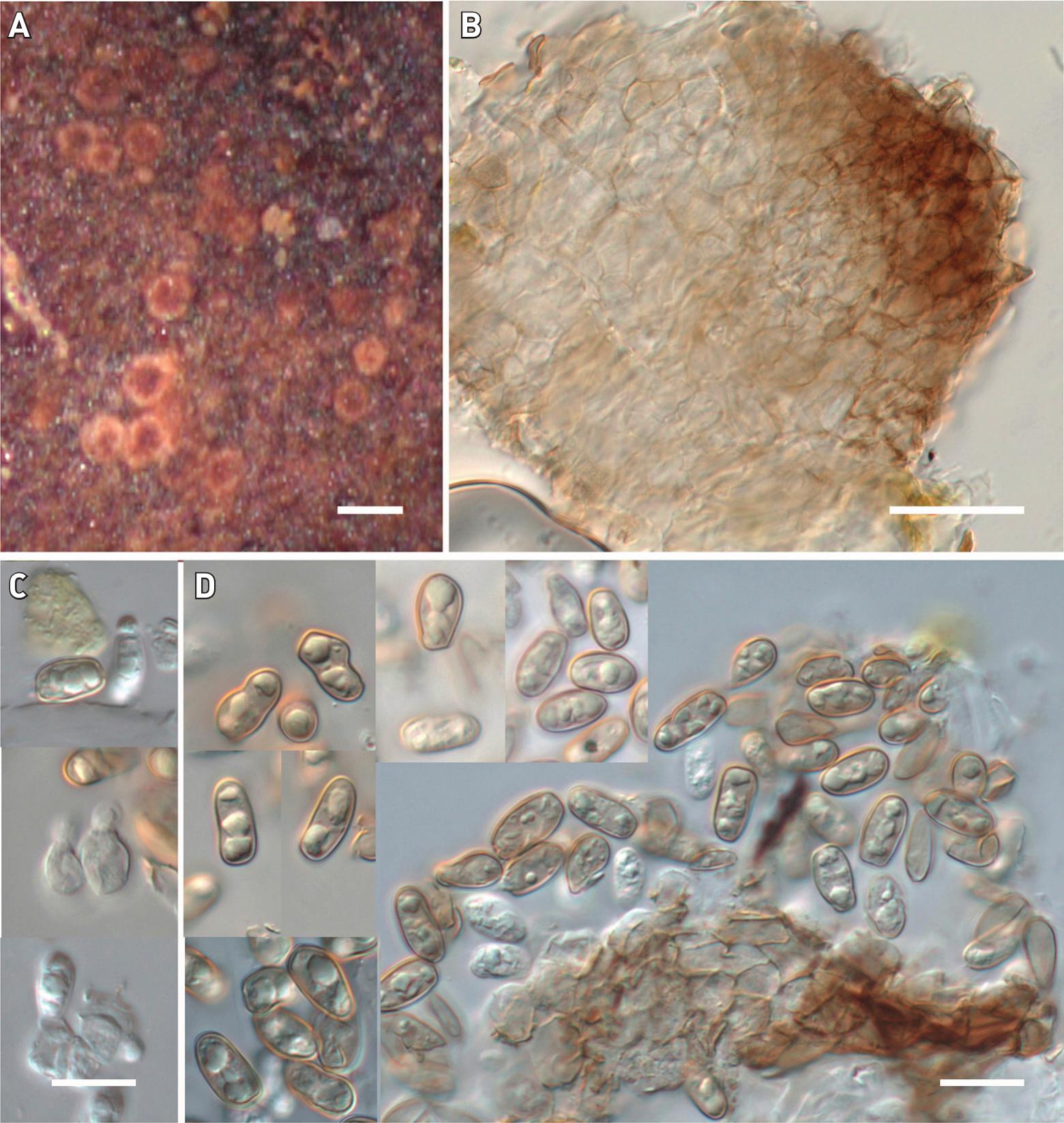 New species of lichenicolous fungi on Solorina