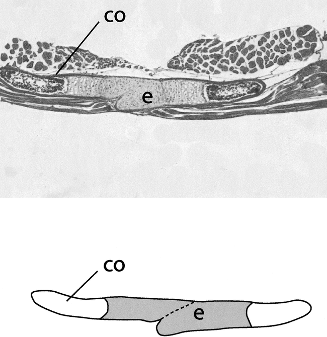 EVALUATION AND REDEFINITION OF THE STATES OF ANURAN PECTORAL GIRDLE ...
