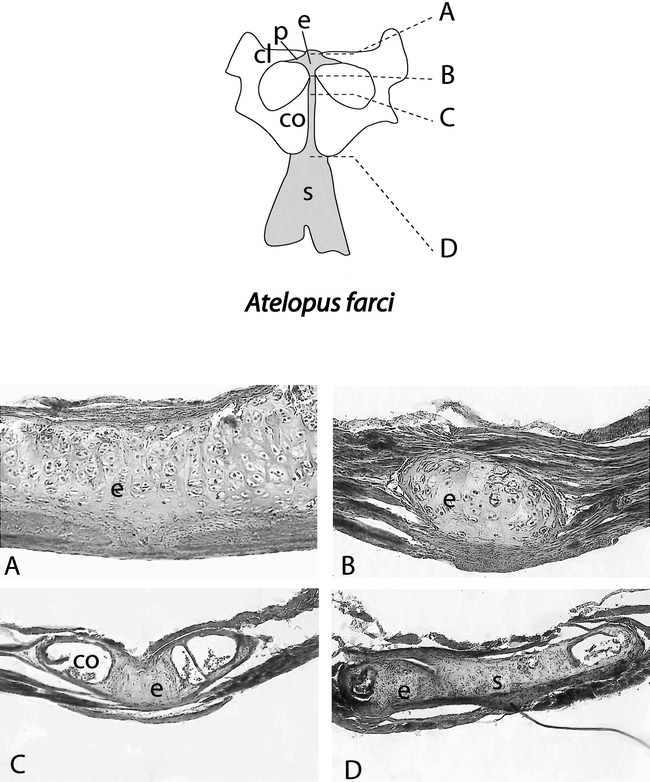 EVALUATION AND REDEFINITION OF THE STATES OF ANURAN PECTORAL GIRDLE ...