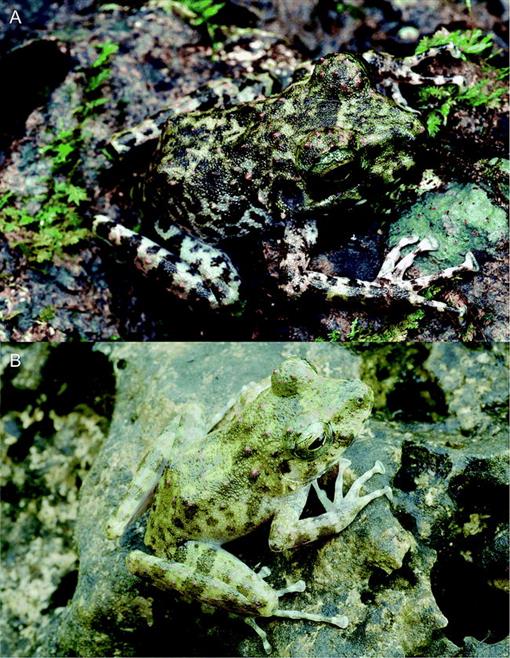 A New Species of Limestone-Forest Frog, Genus Platymantis (Amphibia ...