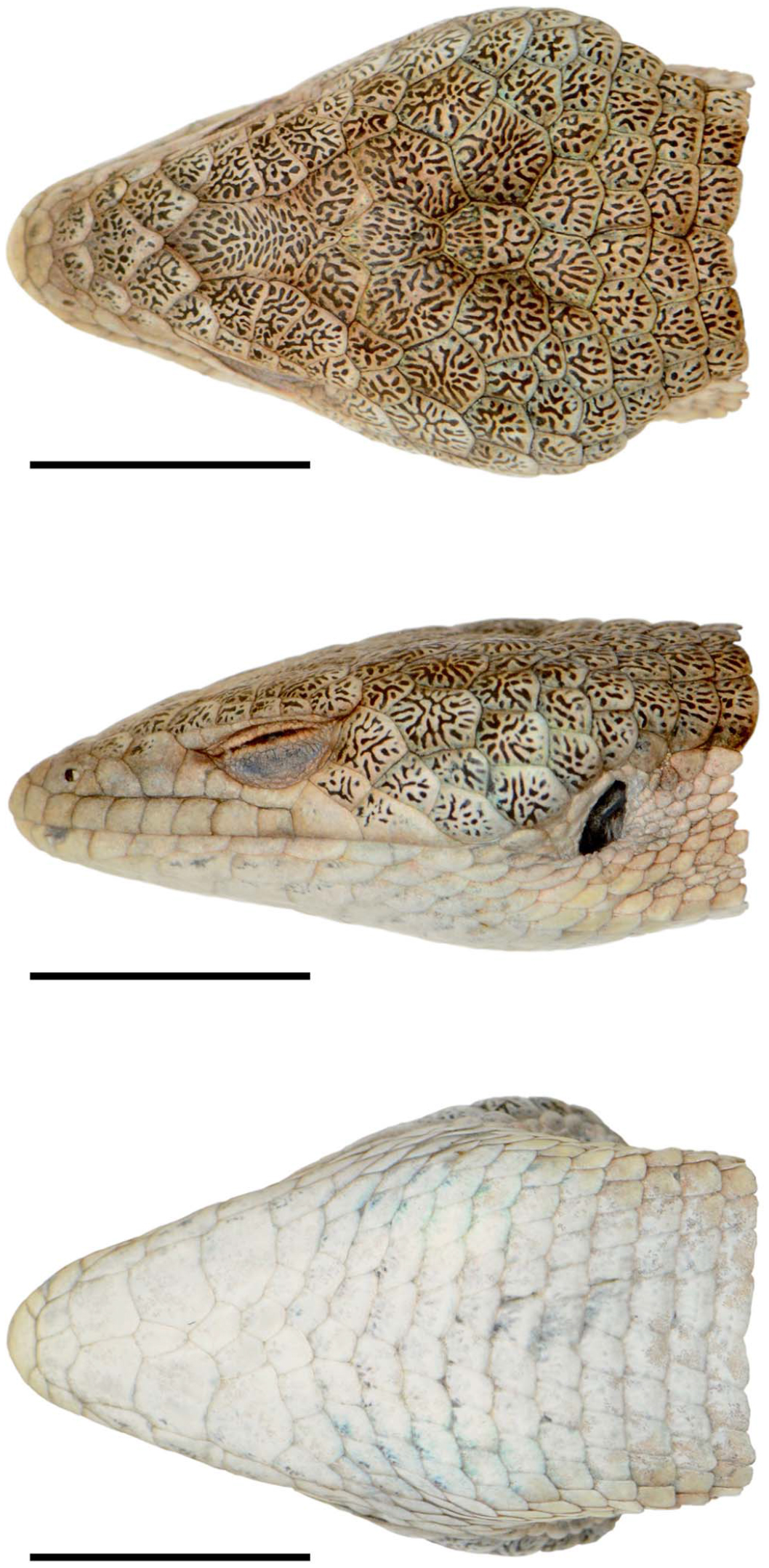 A New Species of Abronia (Squamata: Anguidae) from a Protected Area in ...