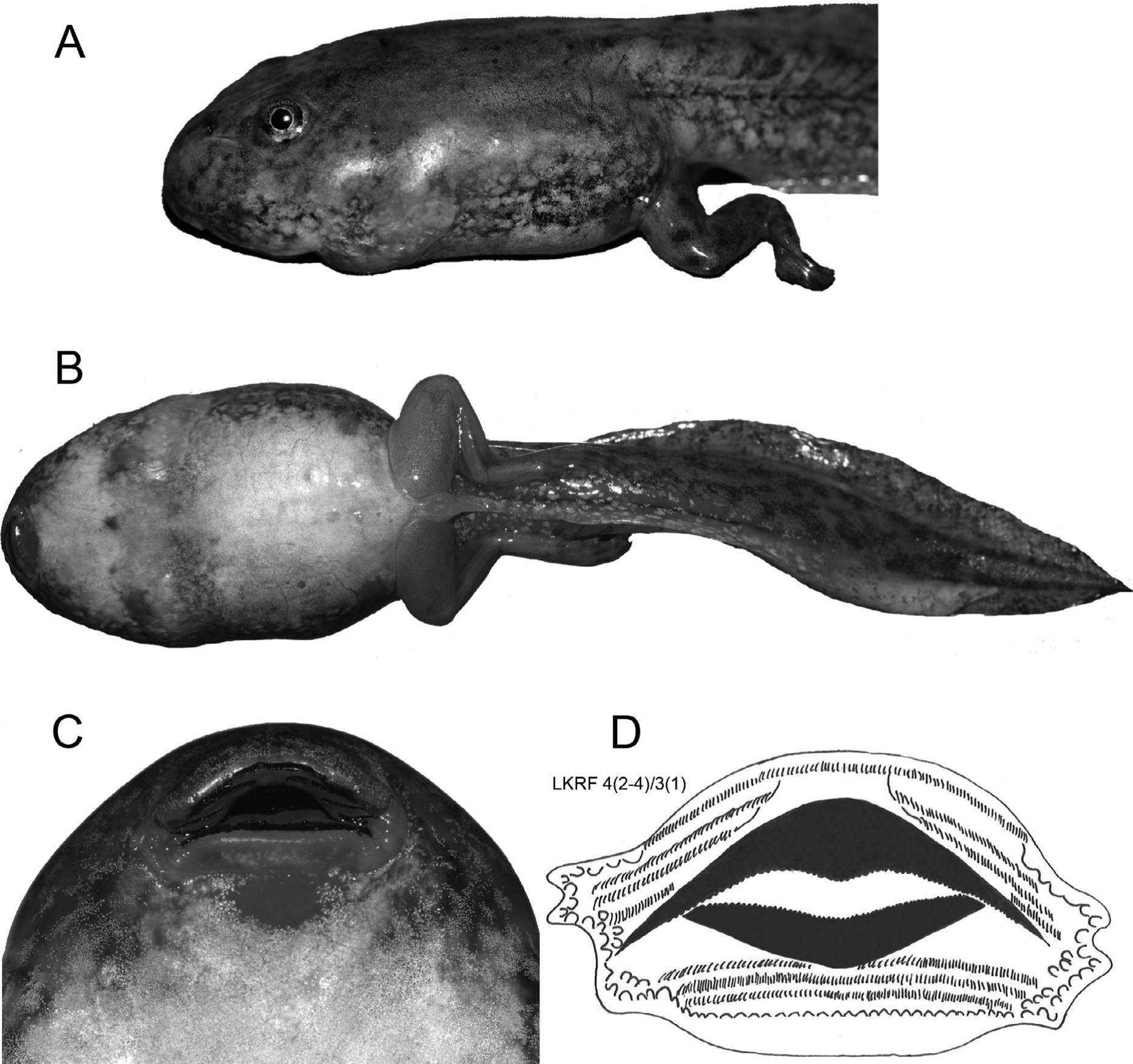 First Comprehensive Tadpole Description of the Relict and Endemic ...