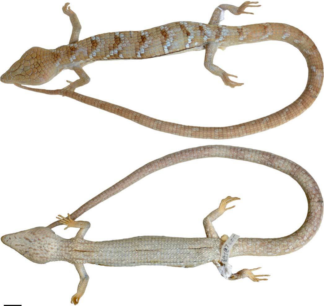 Phylogenomic Analyses Reveal Hidden Diversity in Gerrhonotus (Anguidae ...