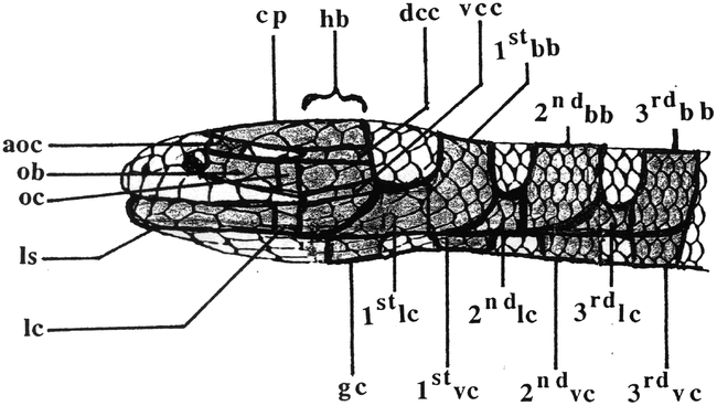 GEOGRAPHIC VARIATION IN SEA KRAITS OF THE LATICAUDA COLUBRINA COMPLEX ...