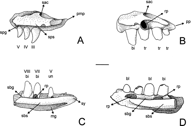 The Earliest Tupinambis Teiid from South America and Its ...