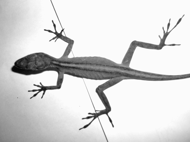 Another New Species of Green Anolis (Squamata: Iguania) from the ...