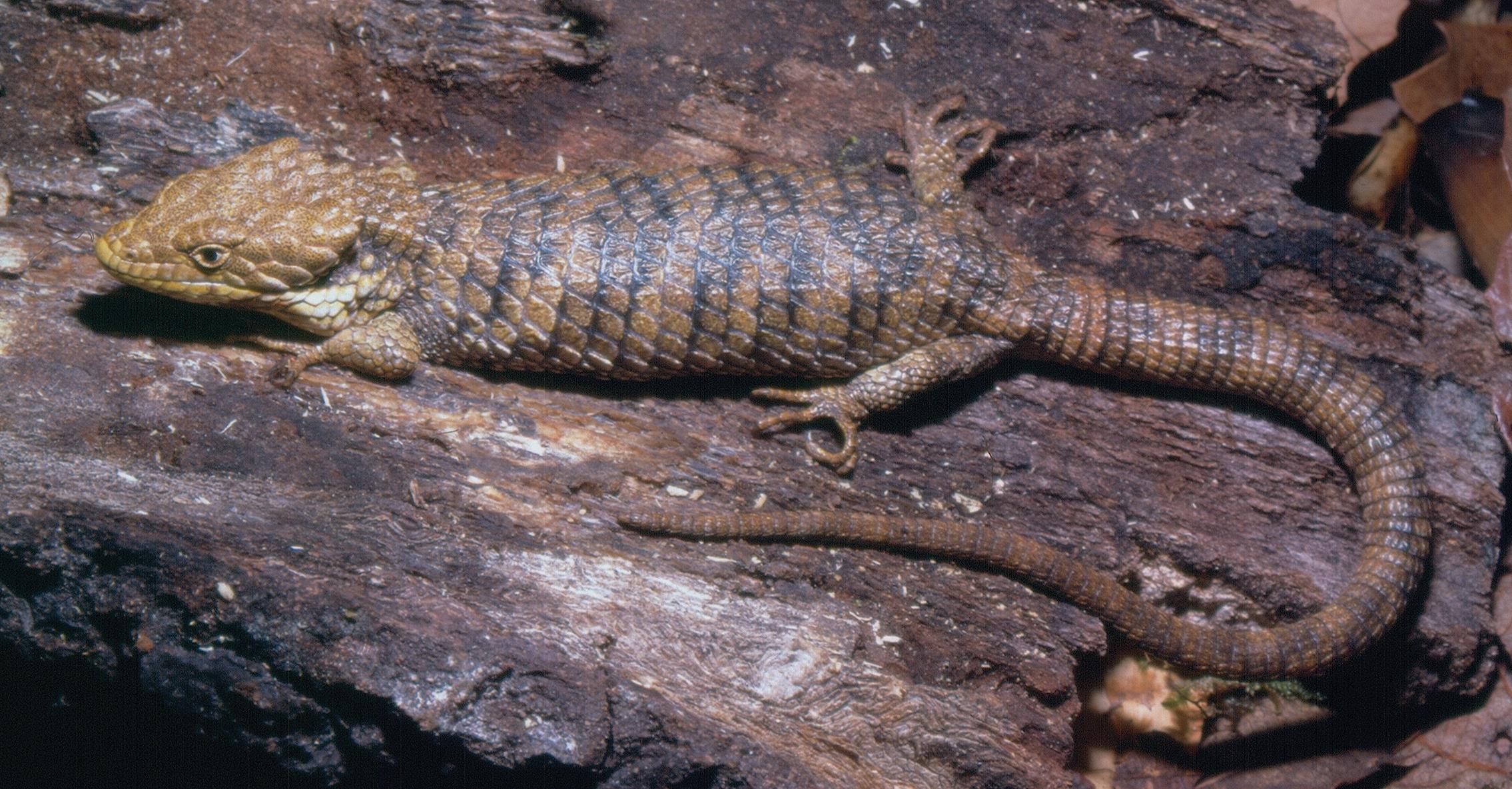 A New Species of Abronia (Squamata: Anguidae) from the Sierra Madre del ...