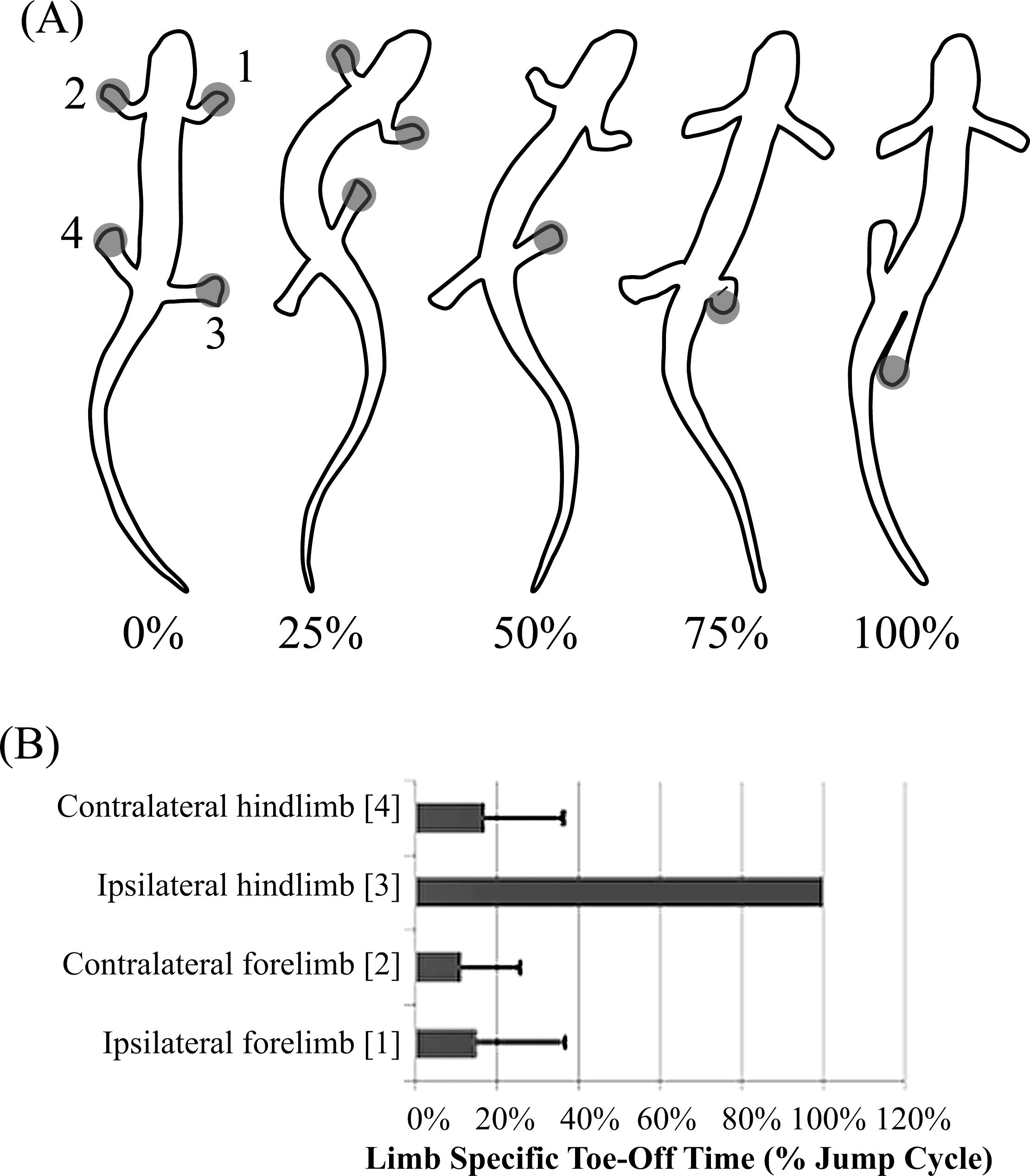 The Hip-twist Jump: A Unique Mechanism for Jumping in Lungless Salamanders