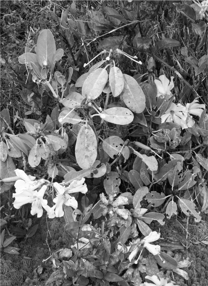 SOME NOTES ON ERICACEAE FROM RECENT EXPEDITIONS TO NEW GUINEA SUMMIT ...