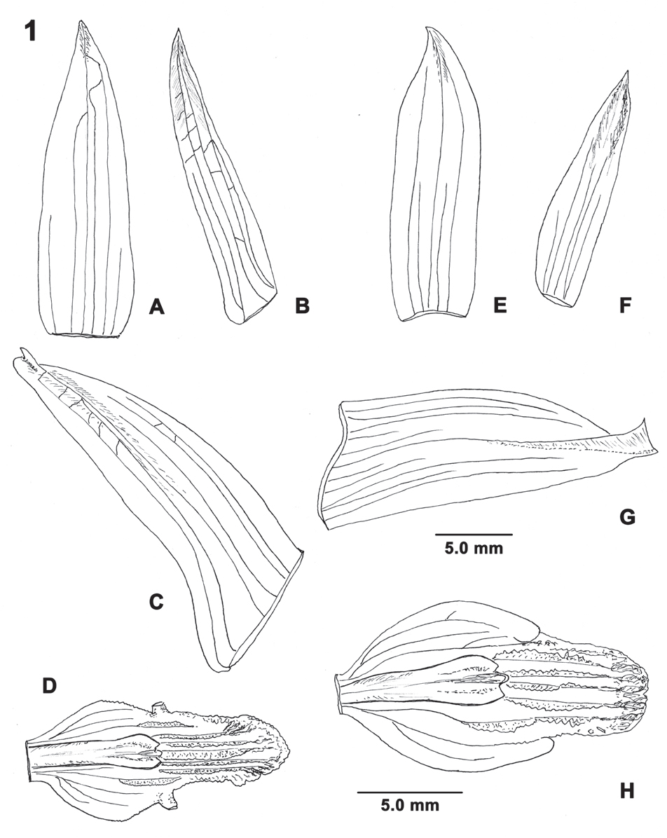 A Synopsis of the Genus Xylobium (Orchidaceae: Maxillareae)