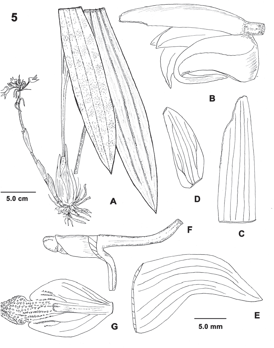 A Synopsis of the Genus Xylobium (Orchidaceae: Maxillareae)