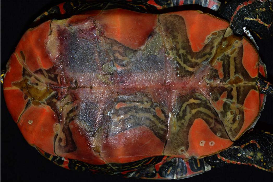 Shell Erosive Disease, a Review