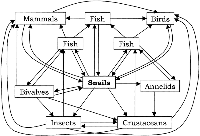 Digenetic Trematode Life Cycle