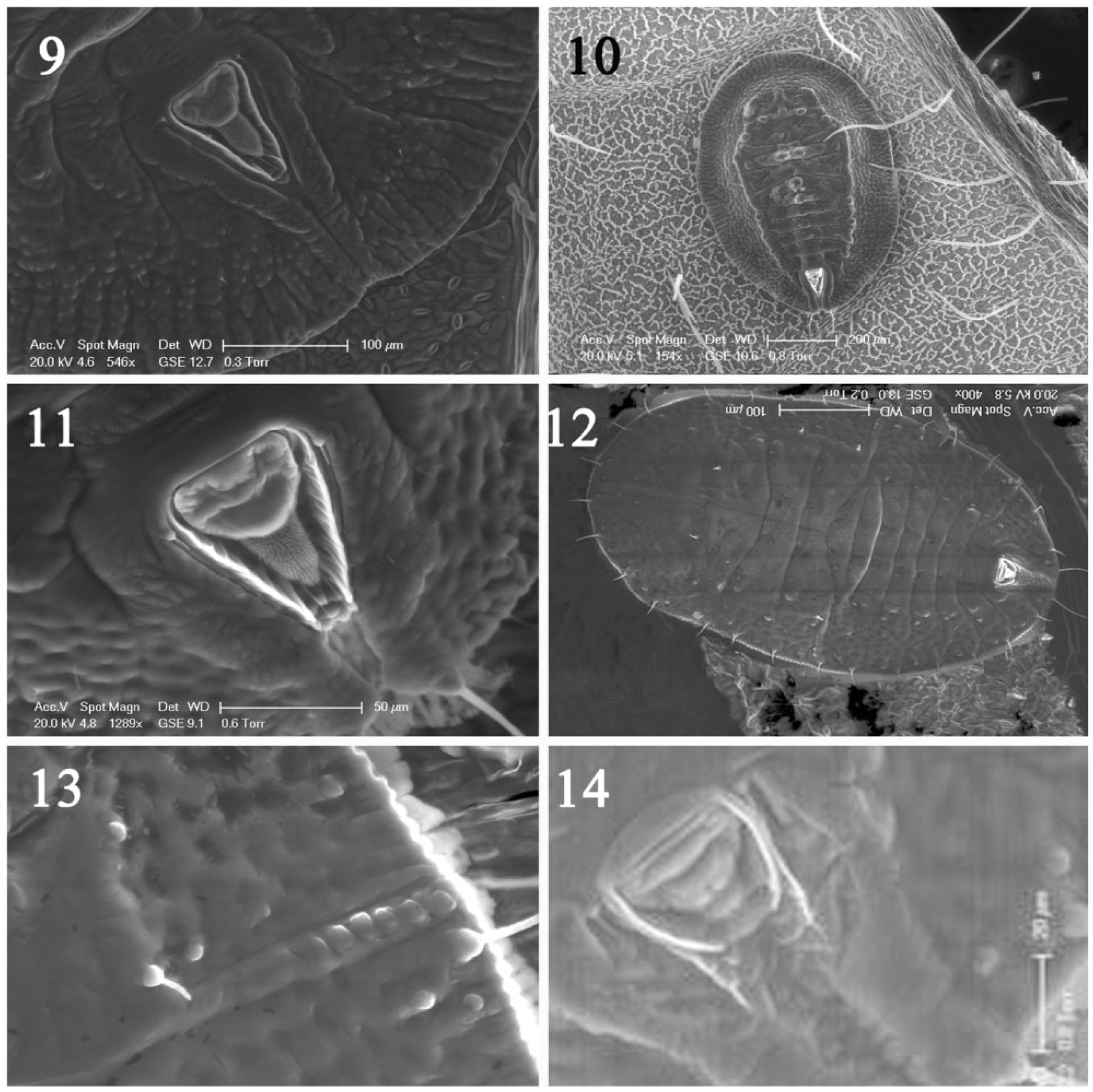 Six New Record Species of Whiteflies (Hemiptera: Aleyrodidae) Infesting ...