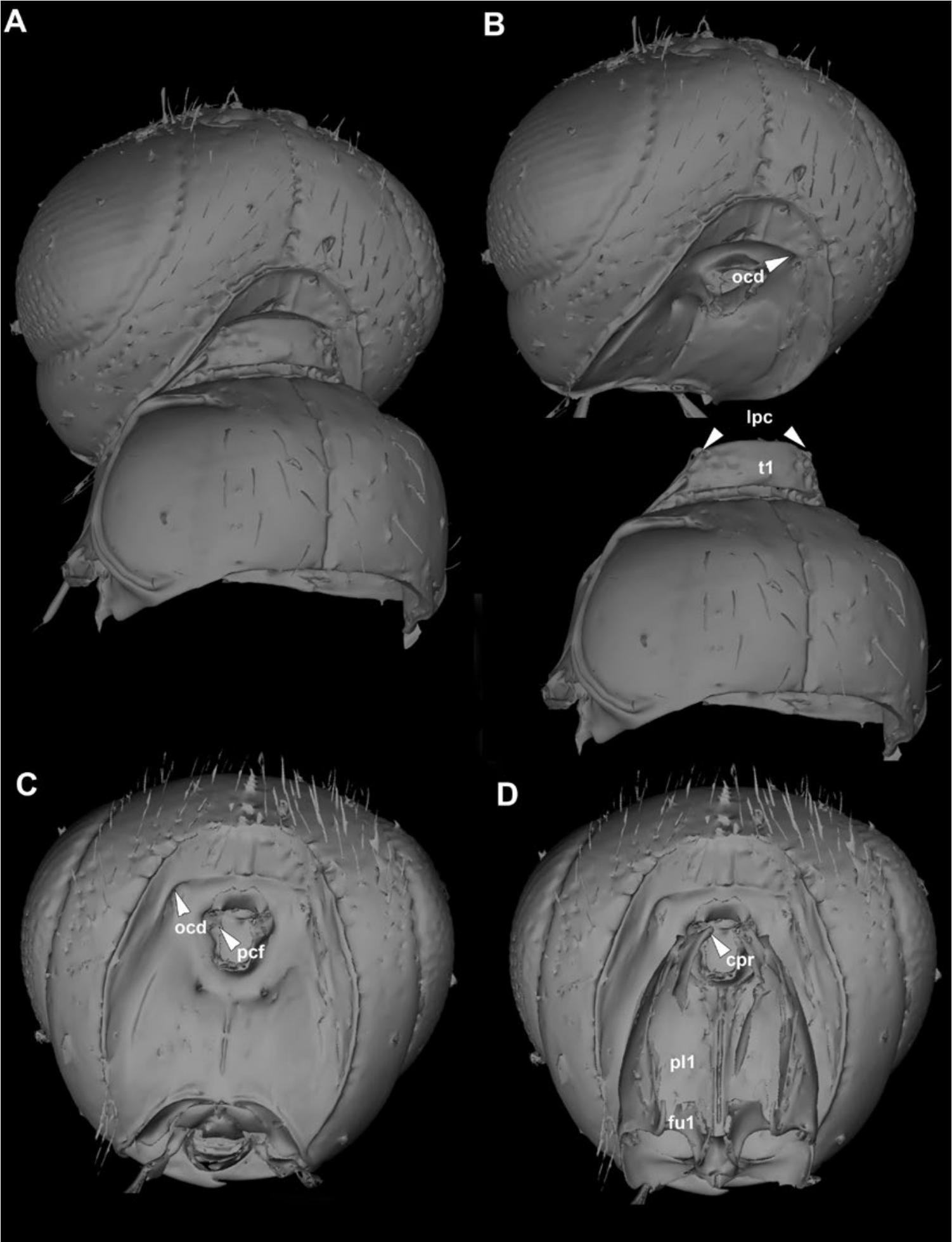 Revision of Trassedia (Hymenoptera: Ceraphronidae), an Evolutionary ...