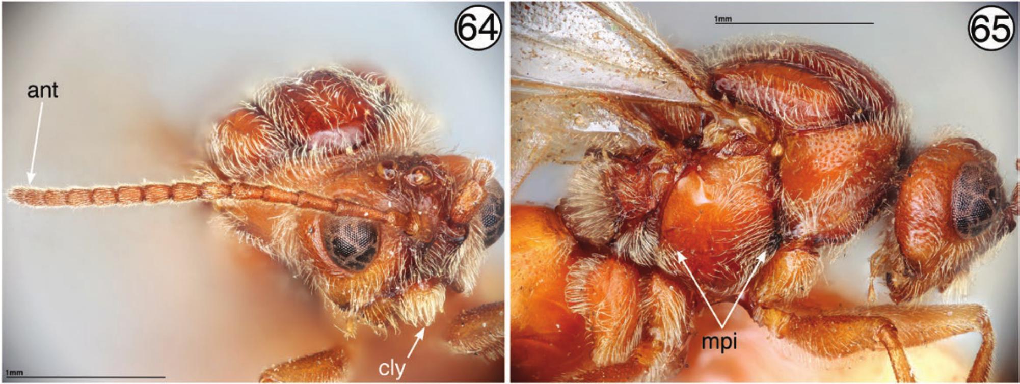 World Cynipoidea (Hymenoptera): A Key to Higher-Level Groups