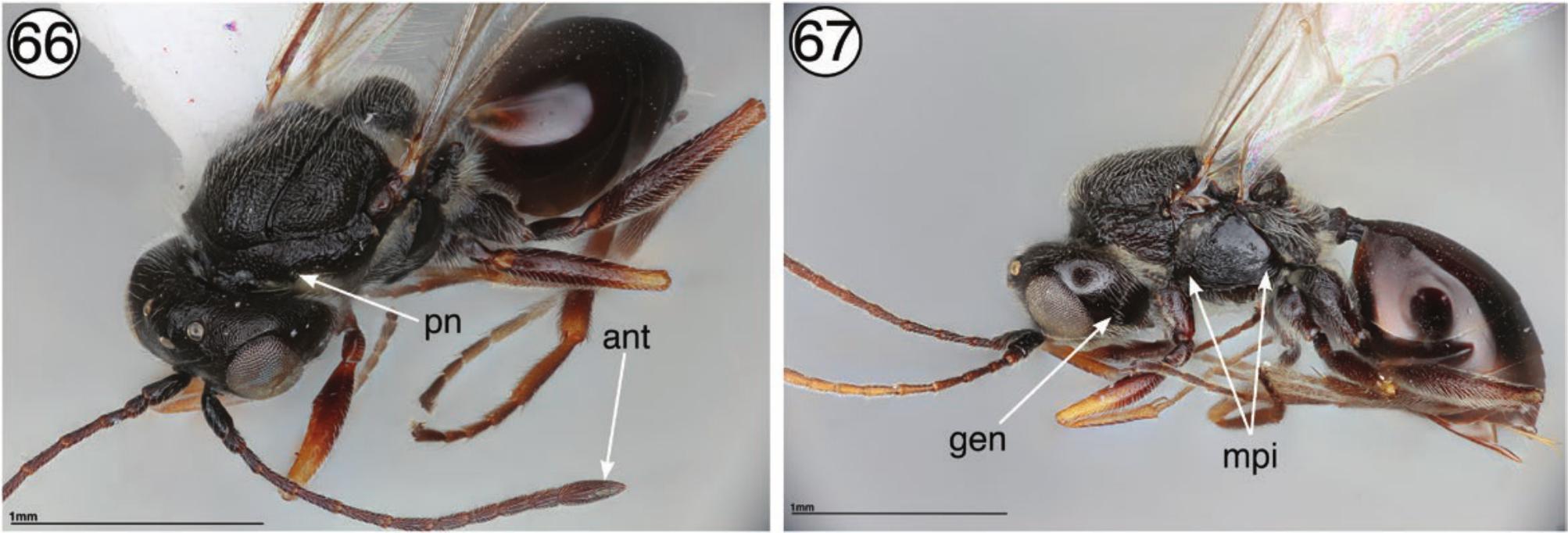 World Cynipoidea (Hymenoptera): A Key to Higher-Level Groups