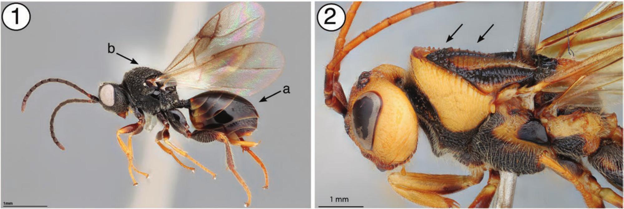 World Cynipoidea (Hymenoptera): A Key to Higher-Level Groups
