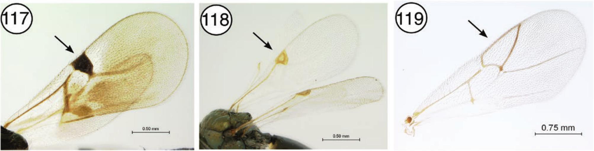 World Cynipoidea (Hymenoptera): A Key to Higher-Level Groups