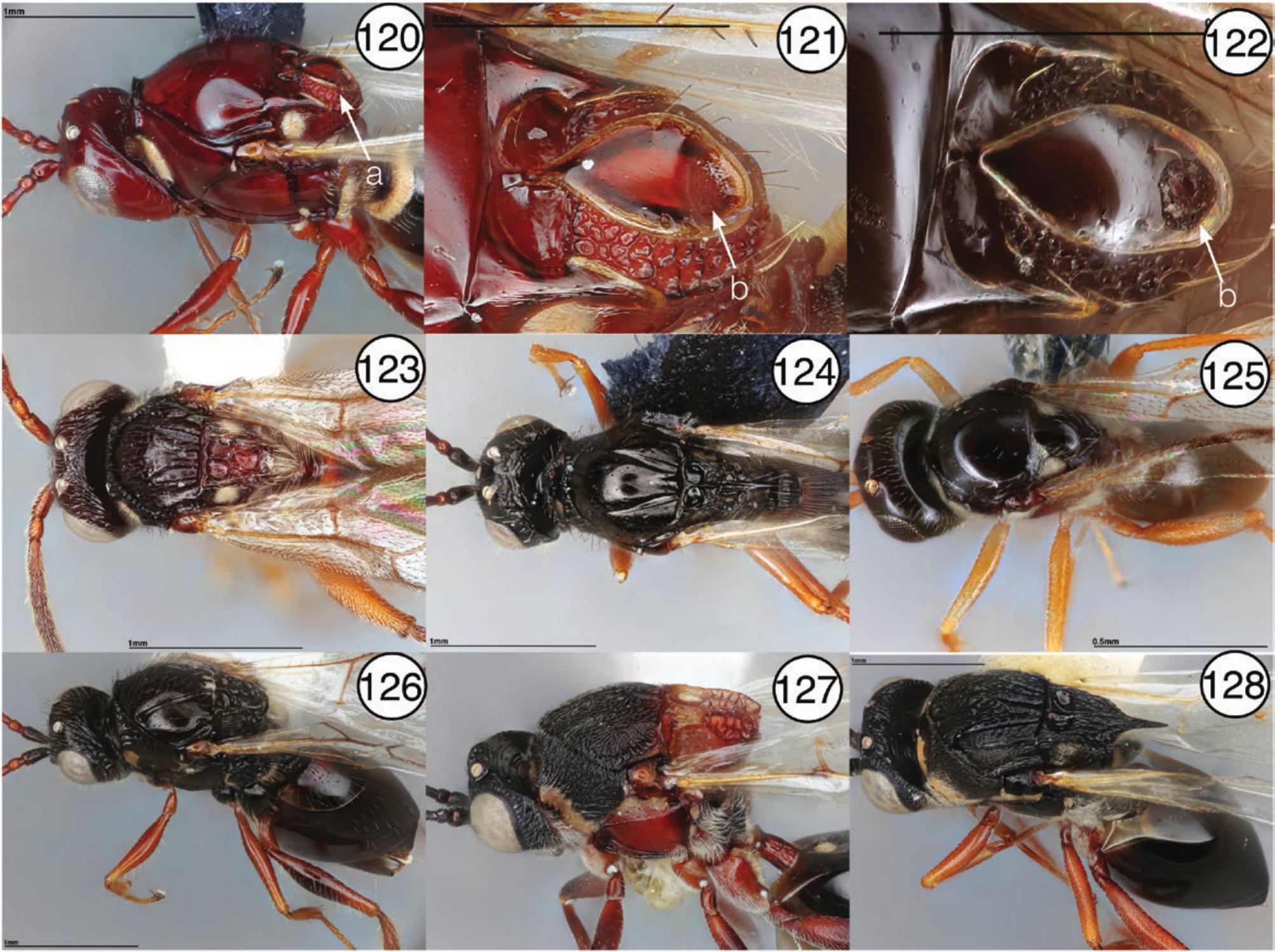 World Cynipoidea (Hymenoptera): A Key to Higher-Level Groups
