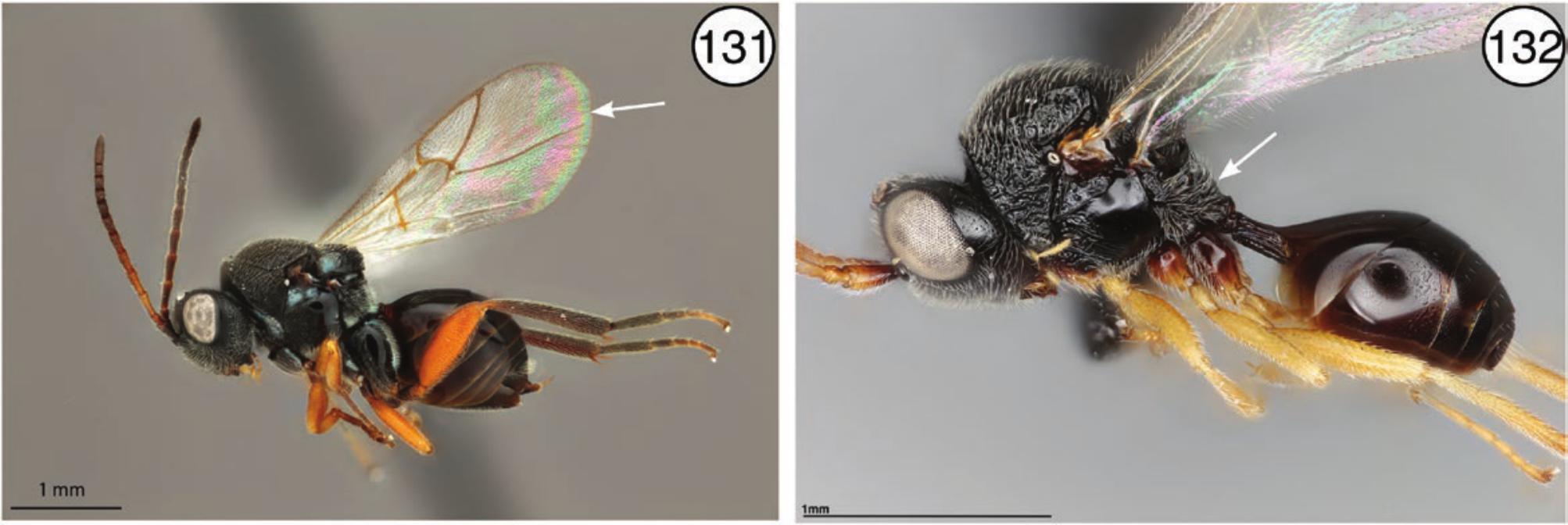 World Cynipoidea (Hymenoptera): A Key to Higher-Level Groups