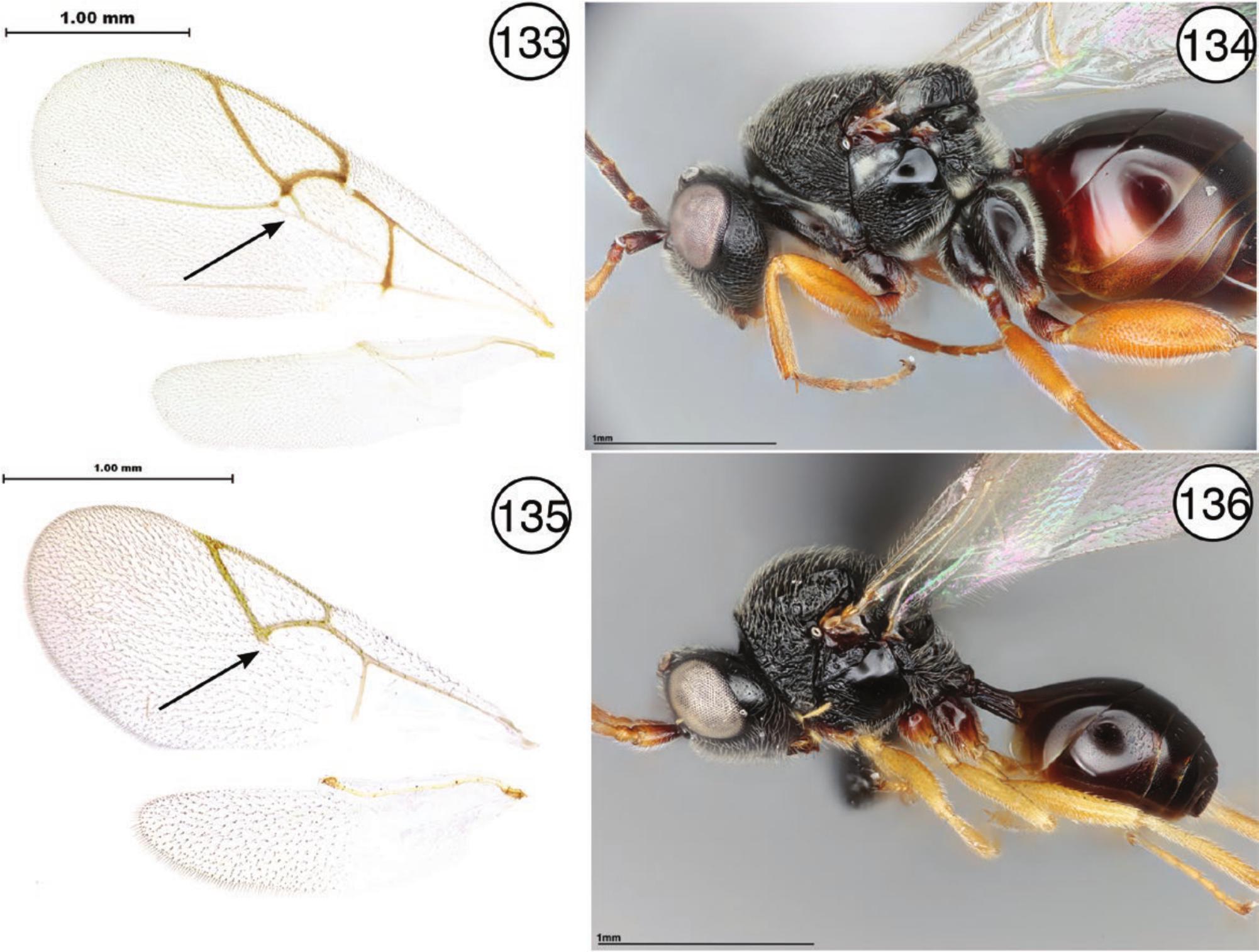 World Cynipoidea (Hymenoptera): A Key to Higher-Level Groups