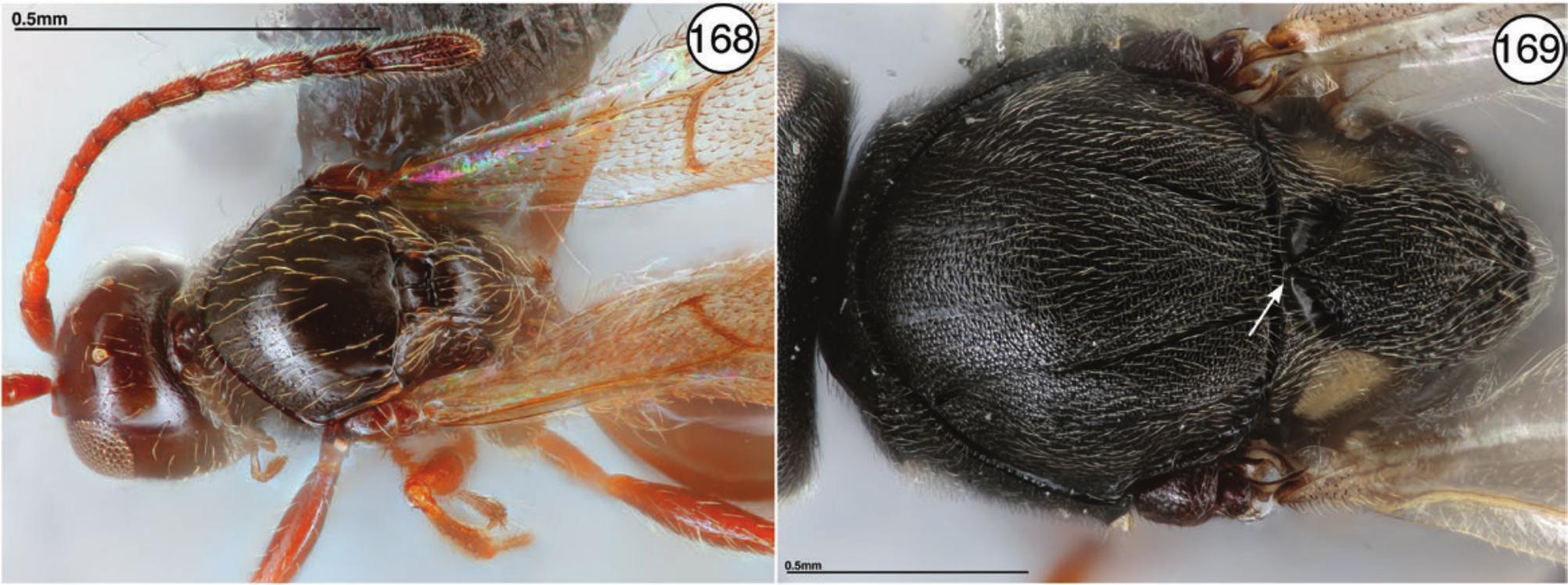 World Cynipoidea (Hymenoptera): A Key to Higher-Level Groups
