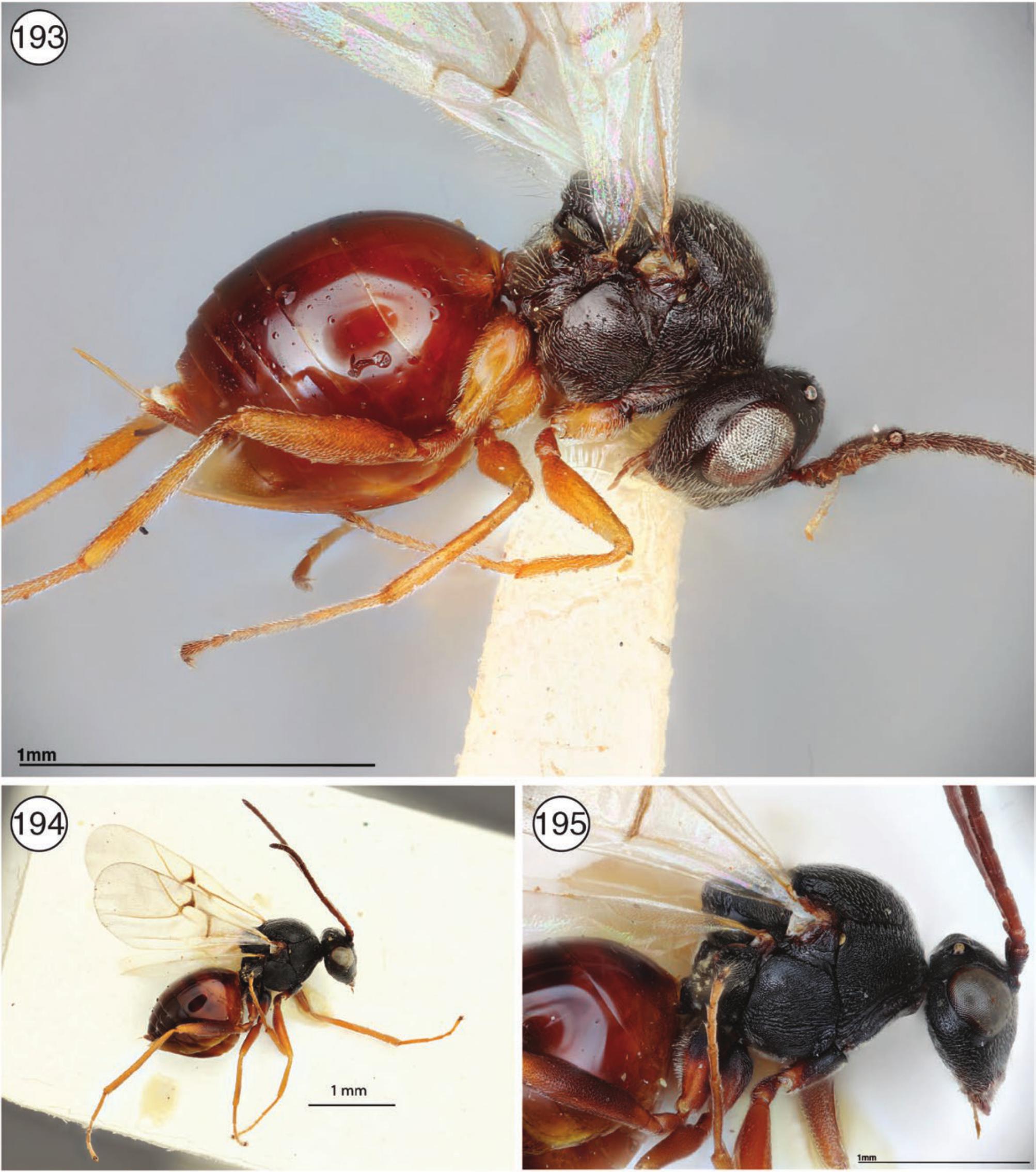 World Cynipoidea (Hymenoptera): A Key to Higher-Level Groups