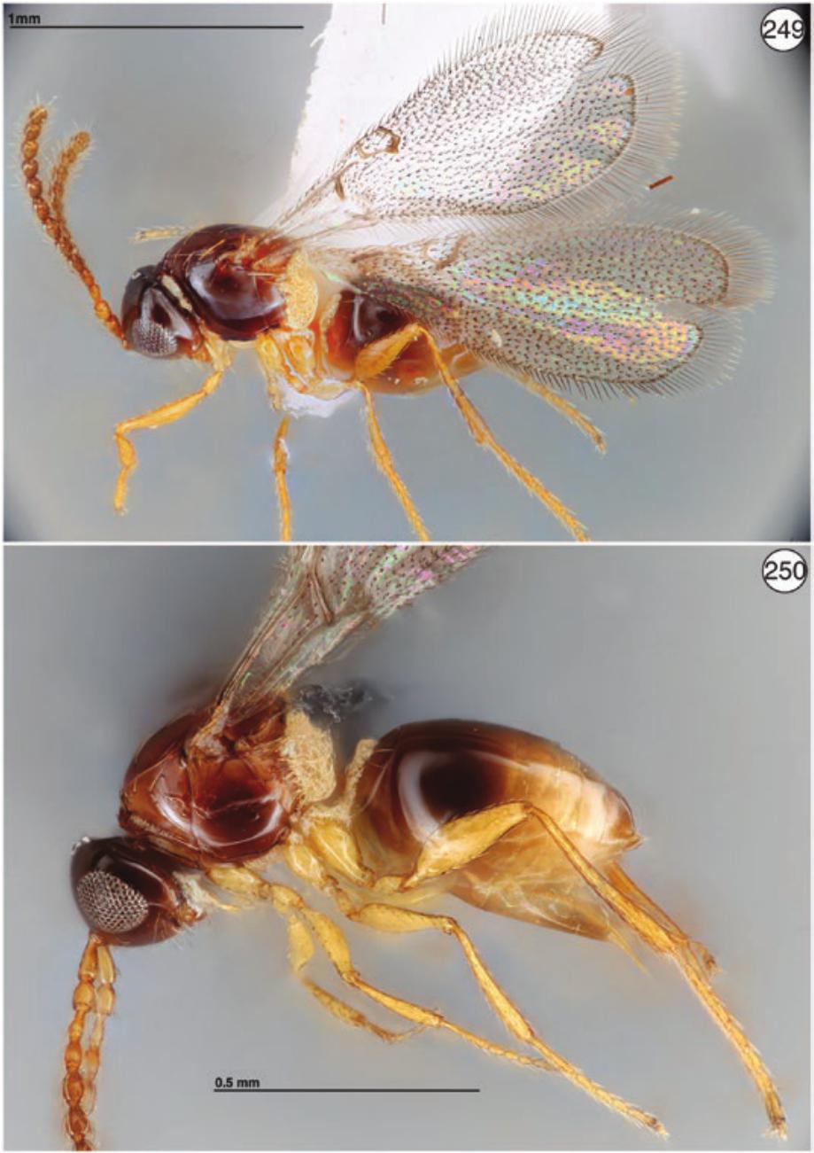 World Cynipoidea (Hymenoptera): A Key to Higher-Level Groups