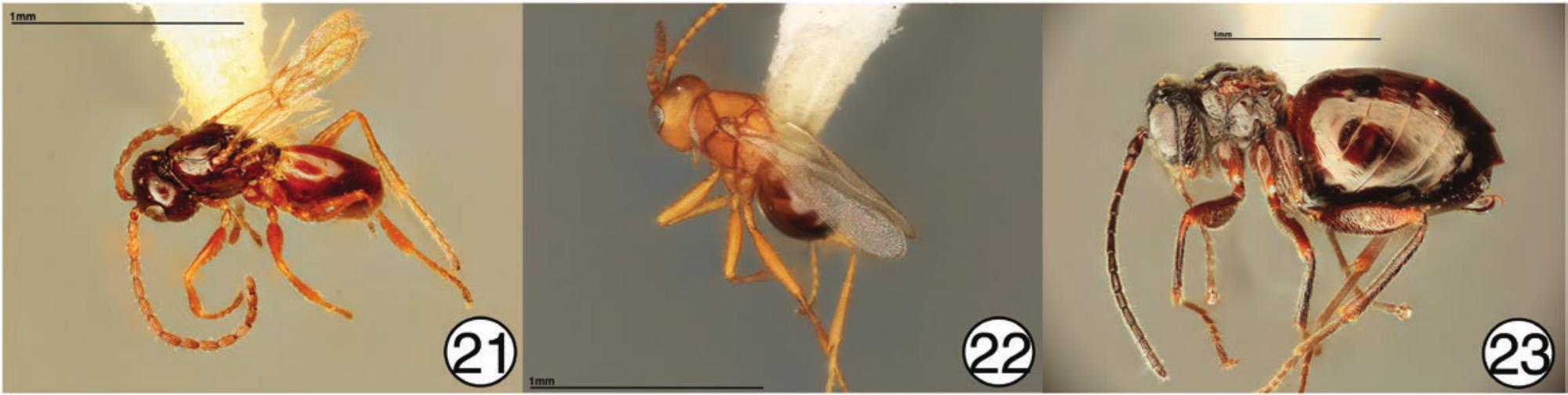 World Cynipoidea (Hymenoptera): A Key to Higher-Level Groups