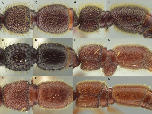 Integrating UCE Phylogenomics With Traditional Taxonomy Reveals a Trove ...