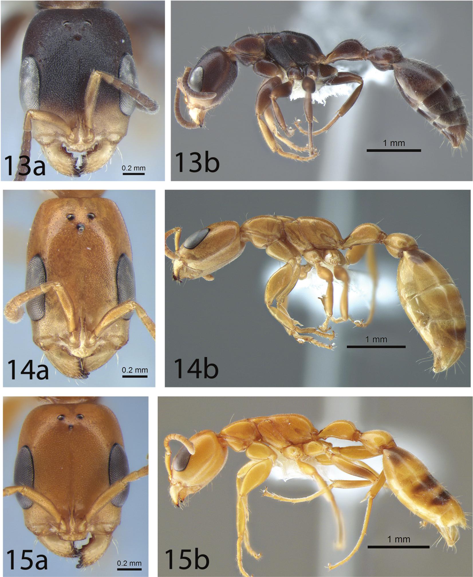 Species Paraphyly and Social Parasitism: Phylogenomics, Morphology, and ...