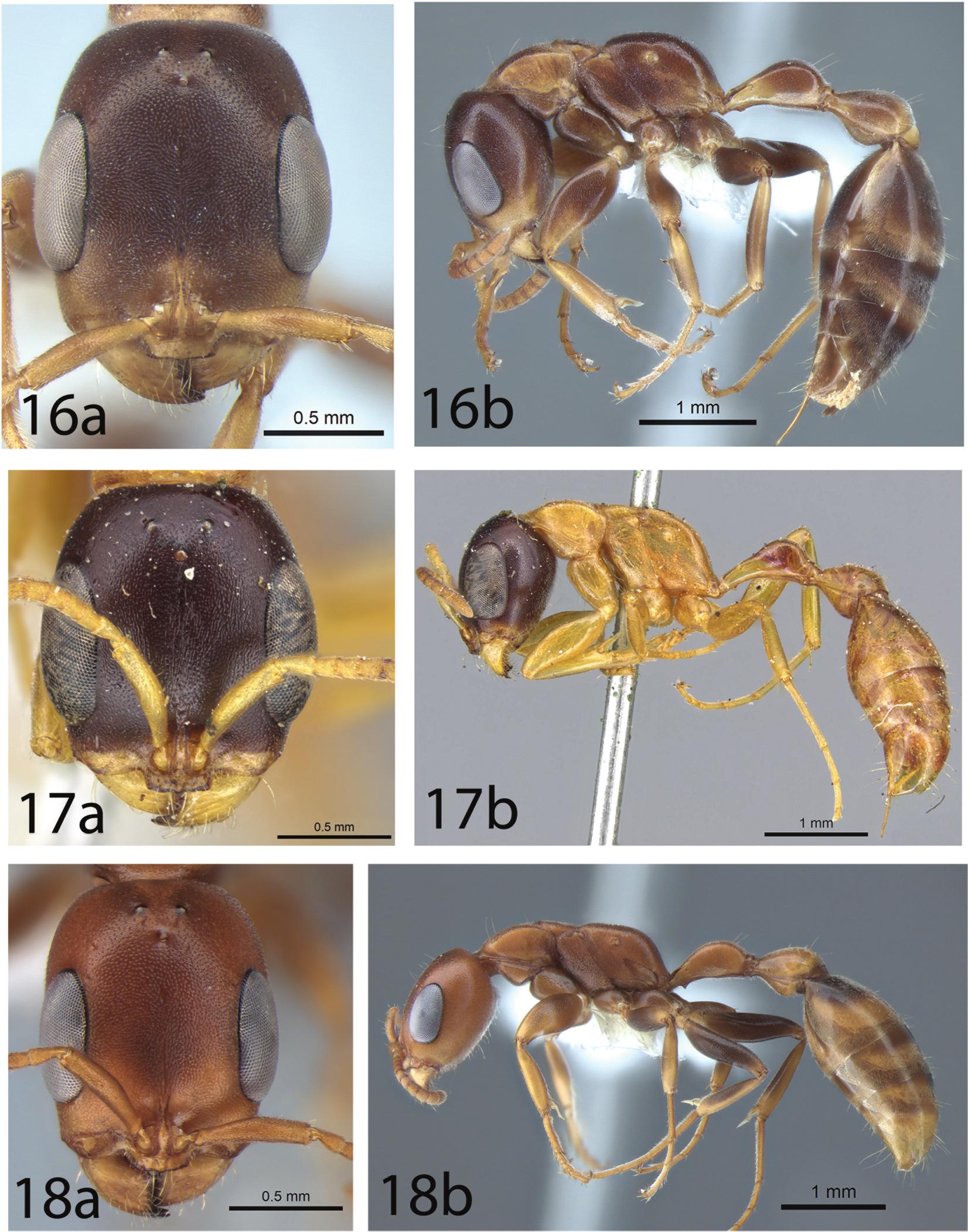 Species Paraphyly and Social Parasitism: Phylogenomics, Morphology, and ...