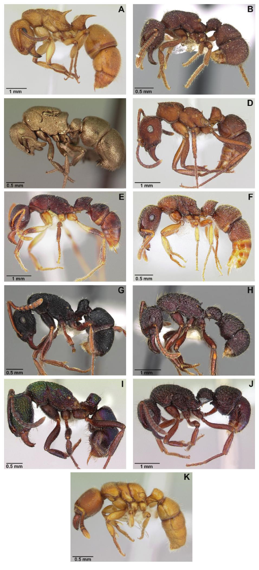 UCE Phylogenomics Resolves Major Relationships Among Ectaheteromorph ...